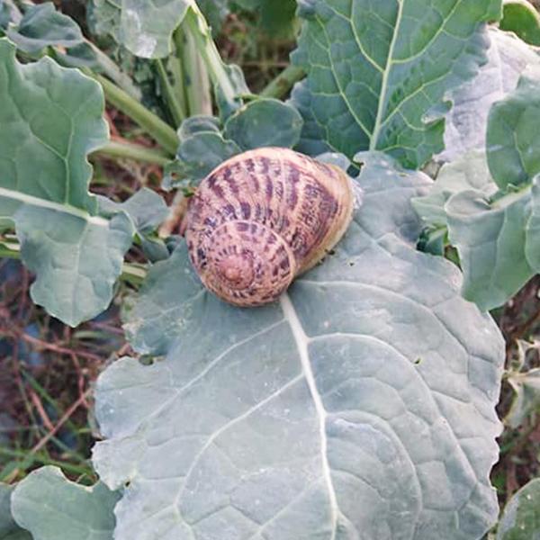 L'Escargot du Lison Éternoz : Ferme d'élevage d'escargots