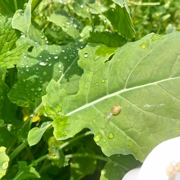 L'Escargot du Lison Éternoz : Ferme d'élevage d'escargots