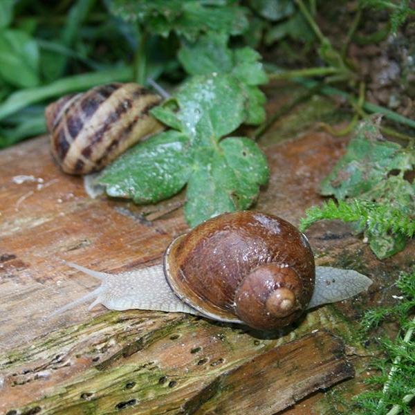L'Escargot du Lison Éternoz : Ferme d'élevage d'escargots
