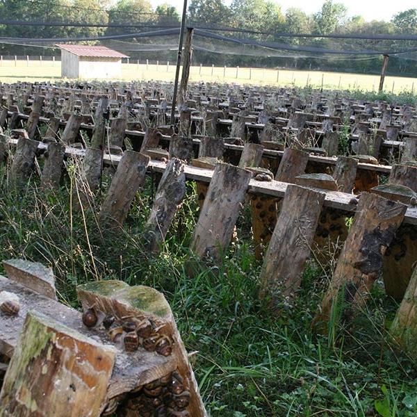 L'Escargot du Lison Éternoz : Ferme d'élevage d'escargots