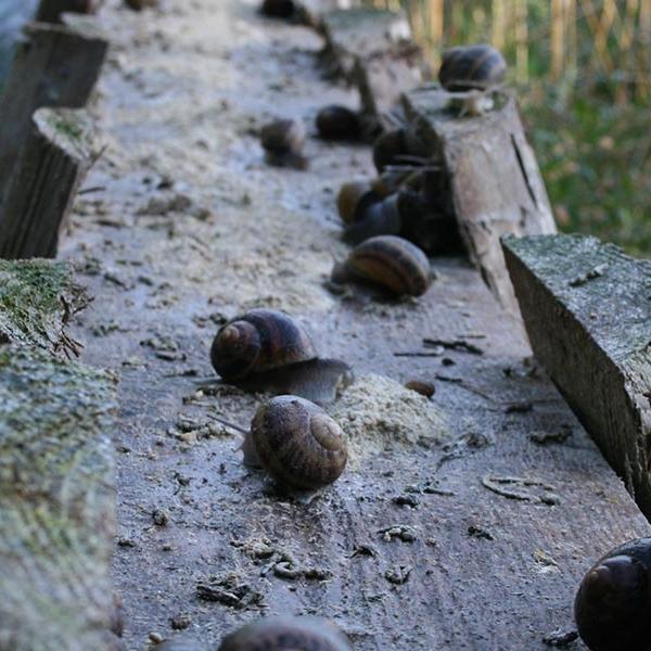 L'Escargot du Lison Éternoz : Ferme d'élevage d'escargots